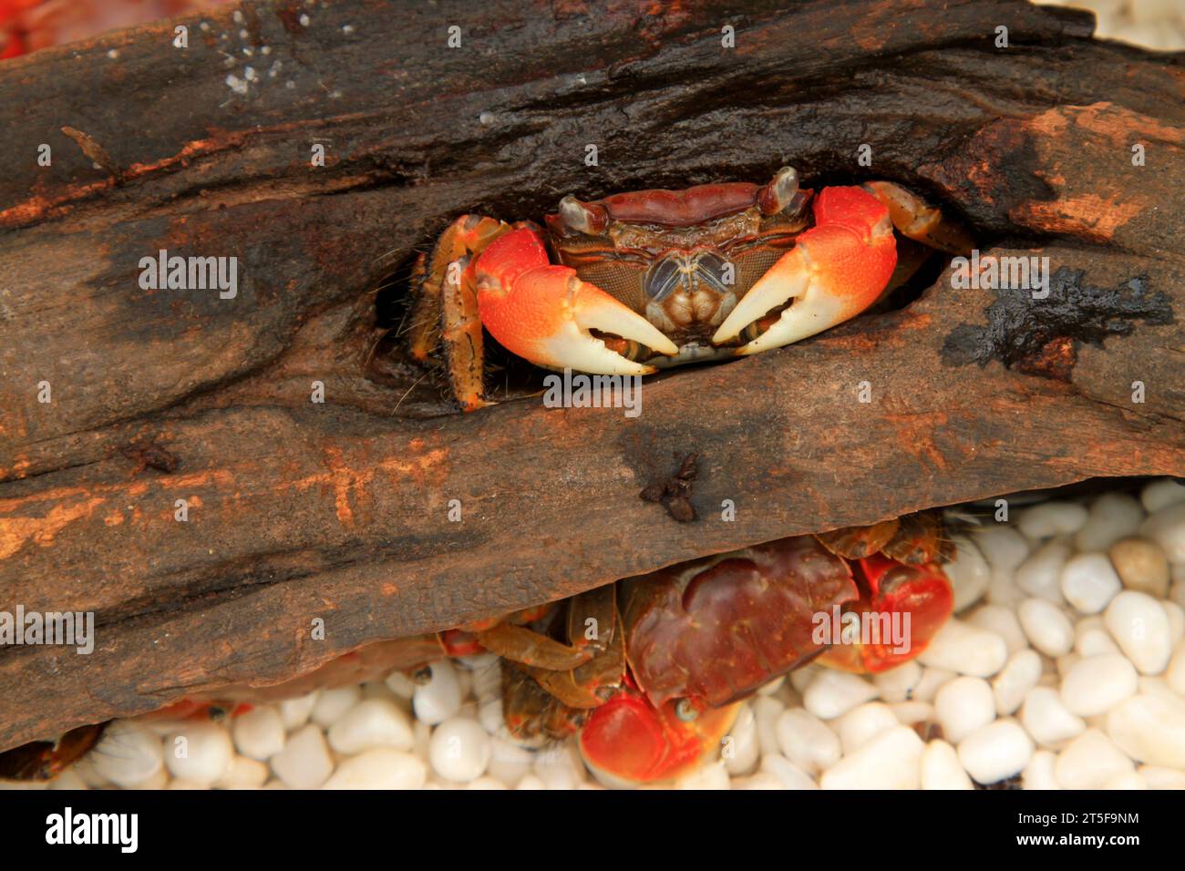 Wood inhabiting hi-res stock photography and images - Alamy