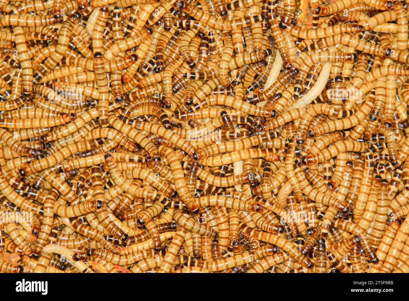 Yellow meal hi-res stock photography and images - Alamy