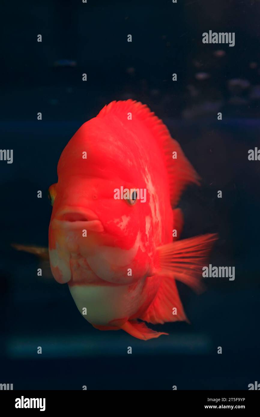 red tropical fish in an aquarium Stock Photo - Alamy