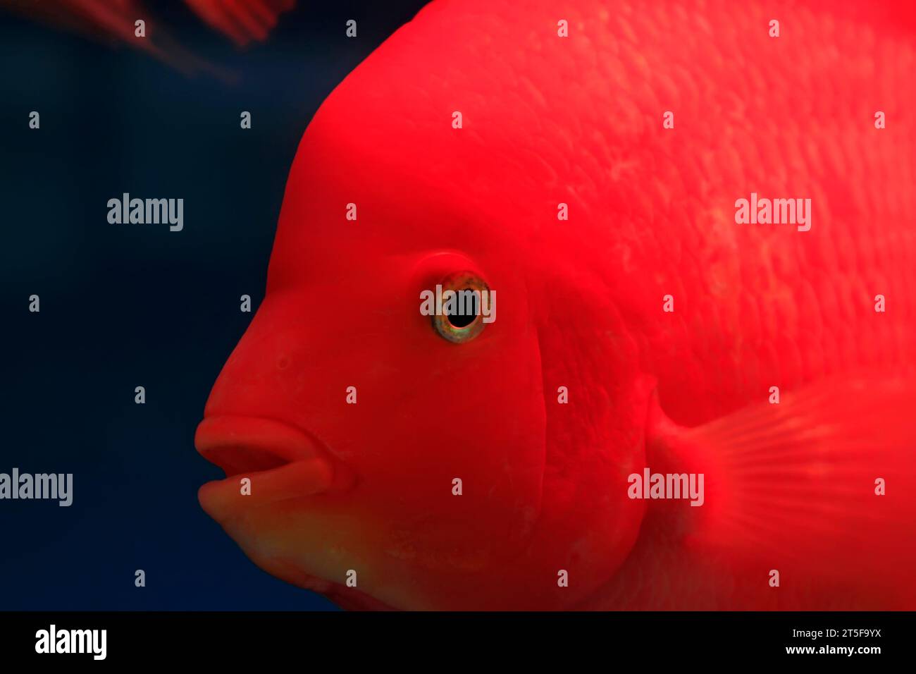 red tropical fish in an aquarium Stock Photo - Alamy