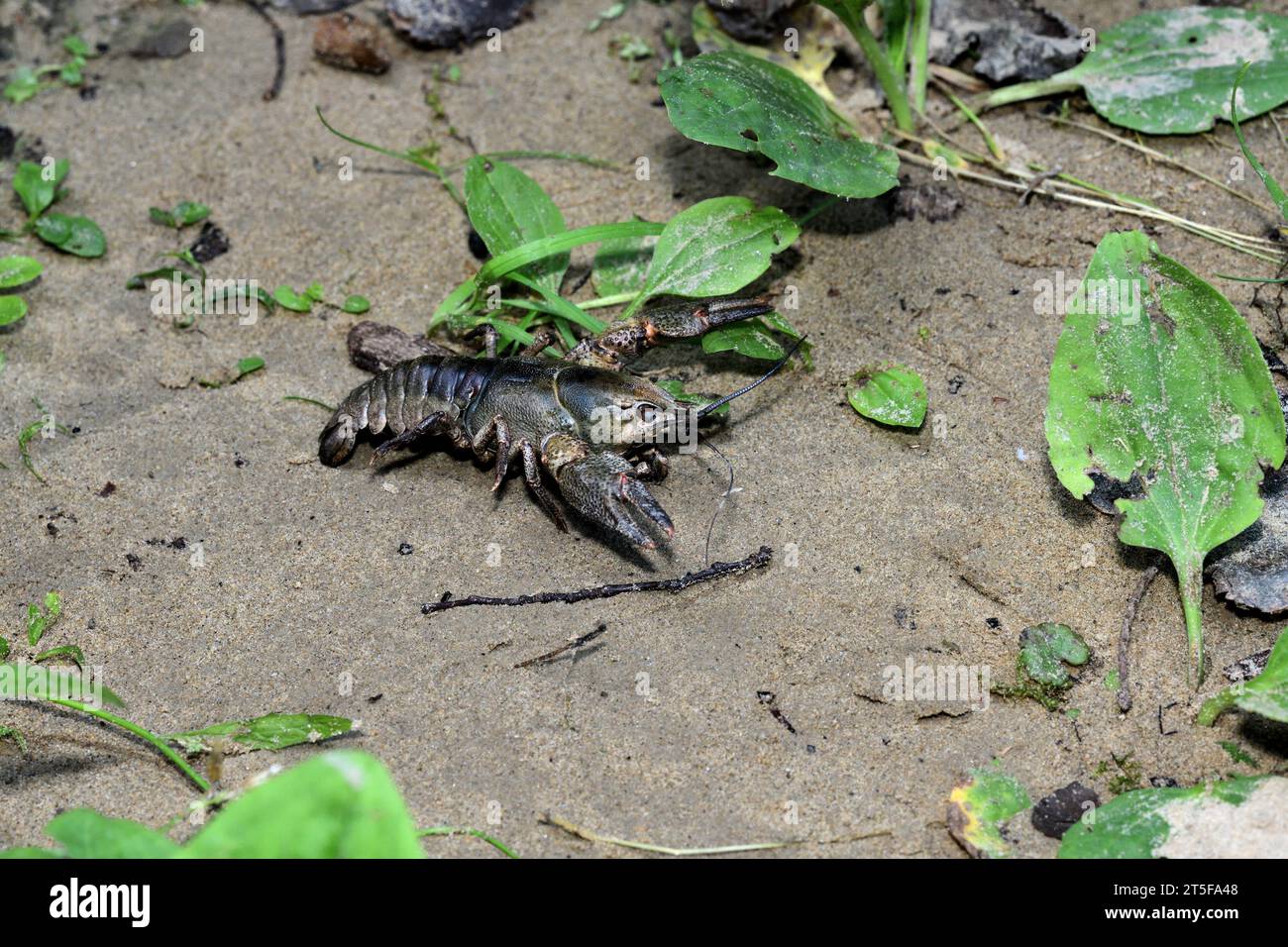 A crawfish swims in dirty water after a storm, looking for a clean ...