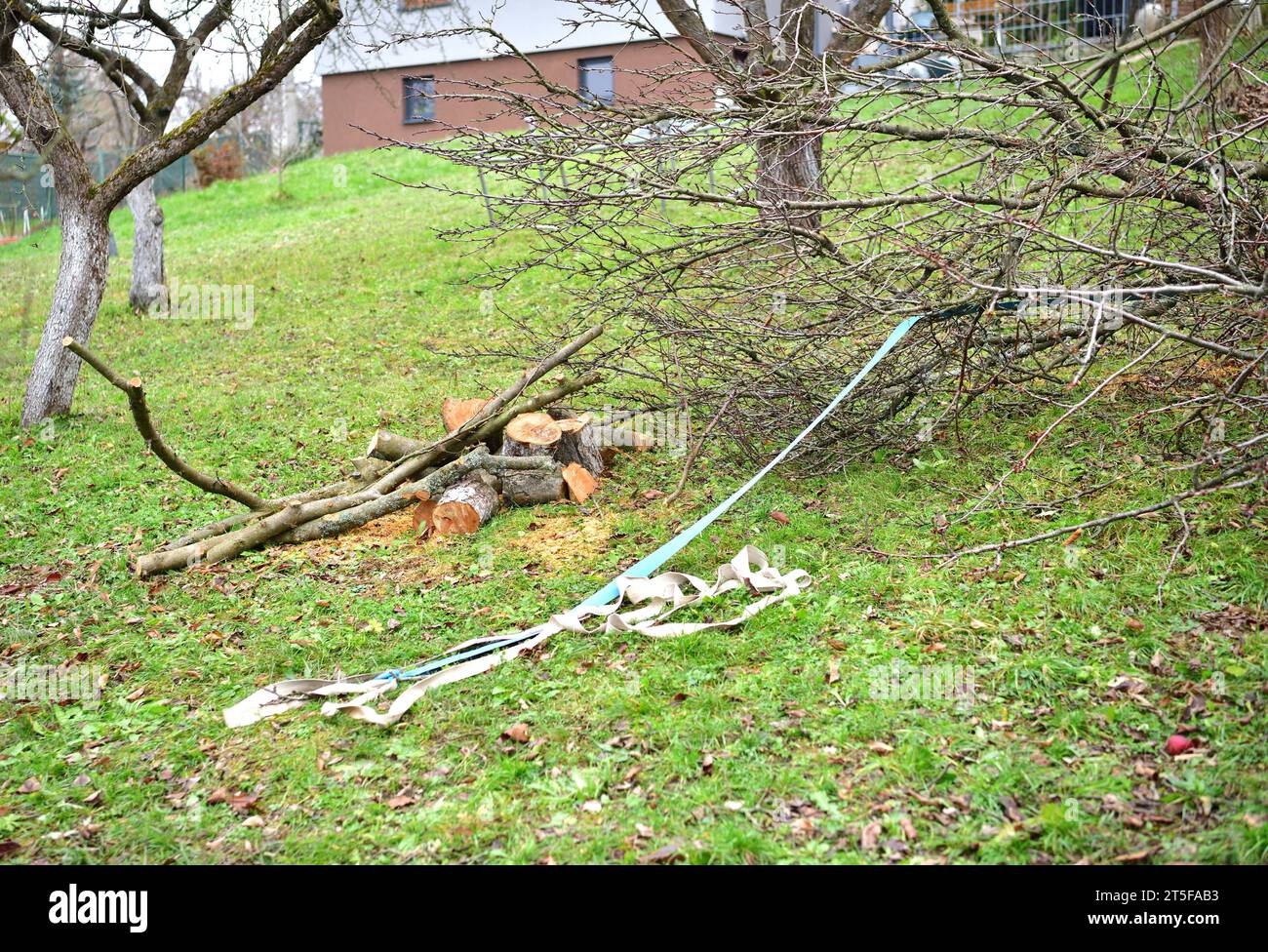 Broken and cut branches in the orchard and calamity after a strong wind ...