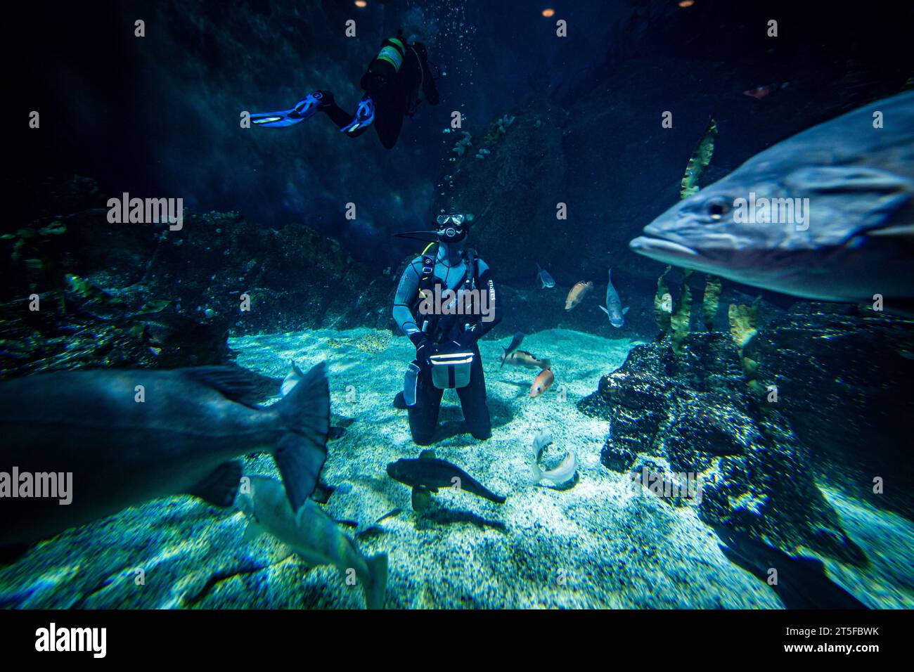 Marine species in uk hi-res stock photography and images - Alamy