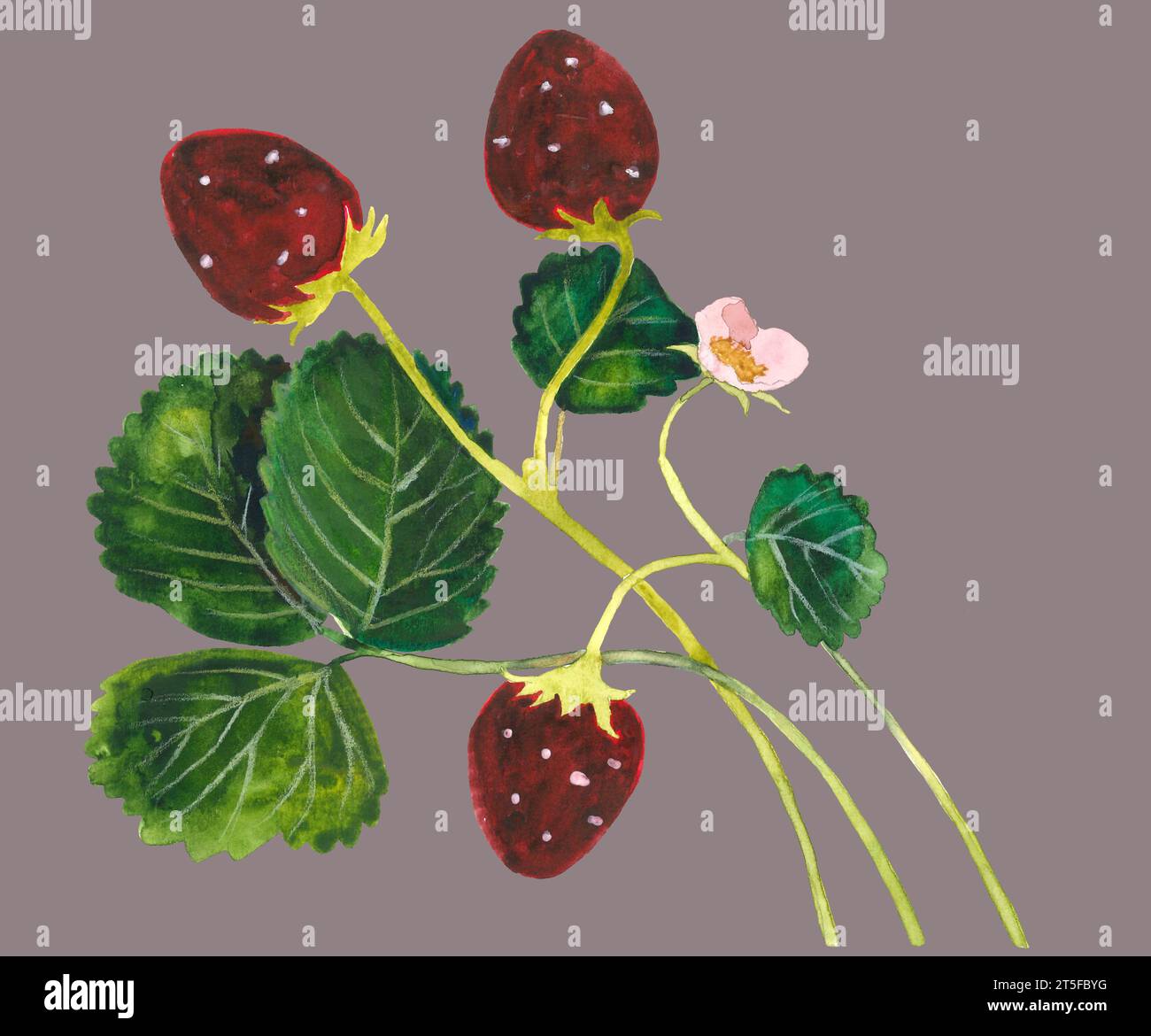 Strawberry branch isolated on grey background Stock Photo - Alamy