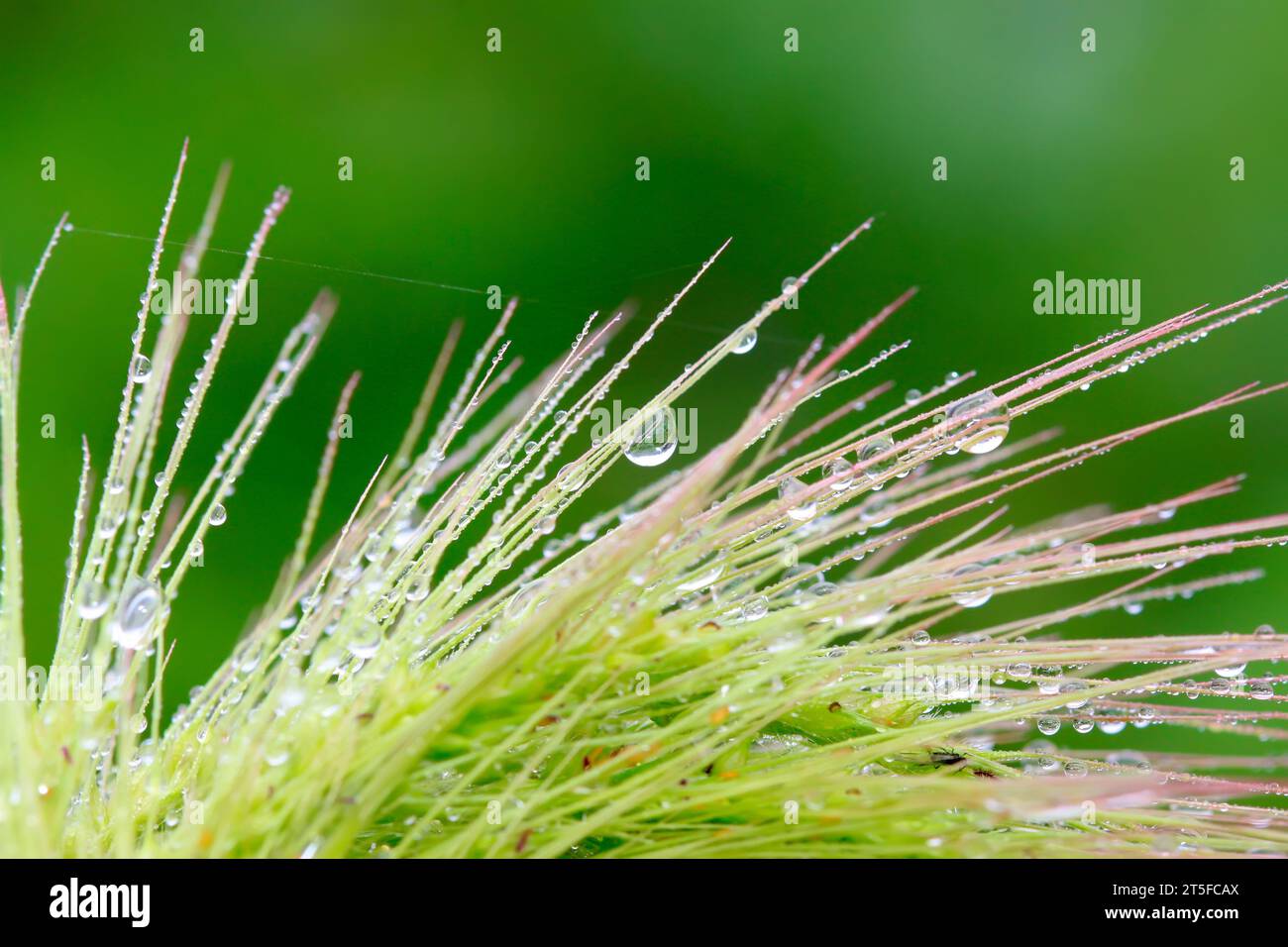 grass with water droplets in a park, spring Stock Photo - Alamy