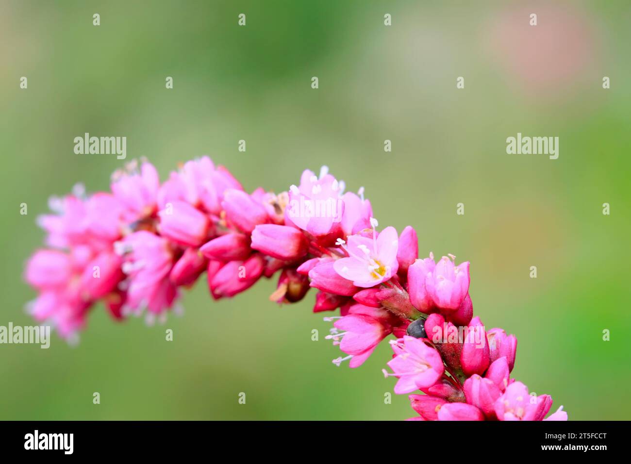 red smartweed flowers in the wild Stock Photo - Alamy