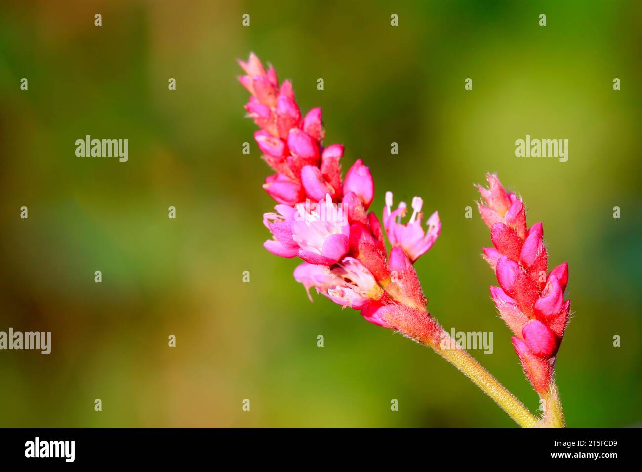 red smartweed flowers in the wild Stock Photo - Alamy