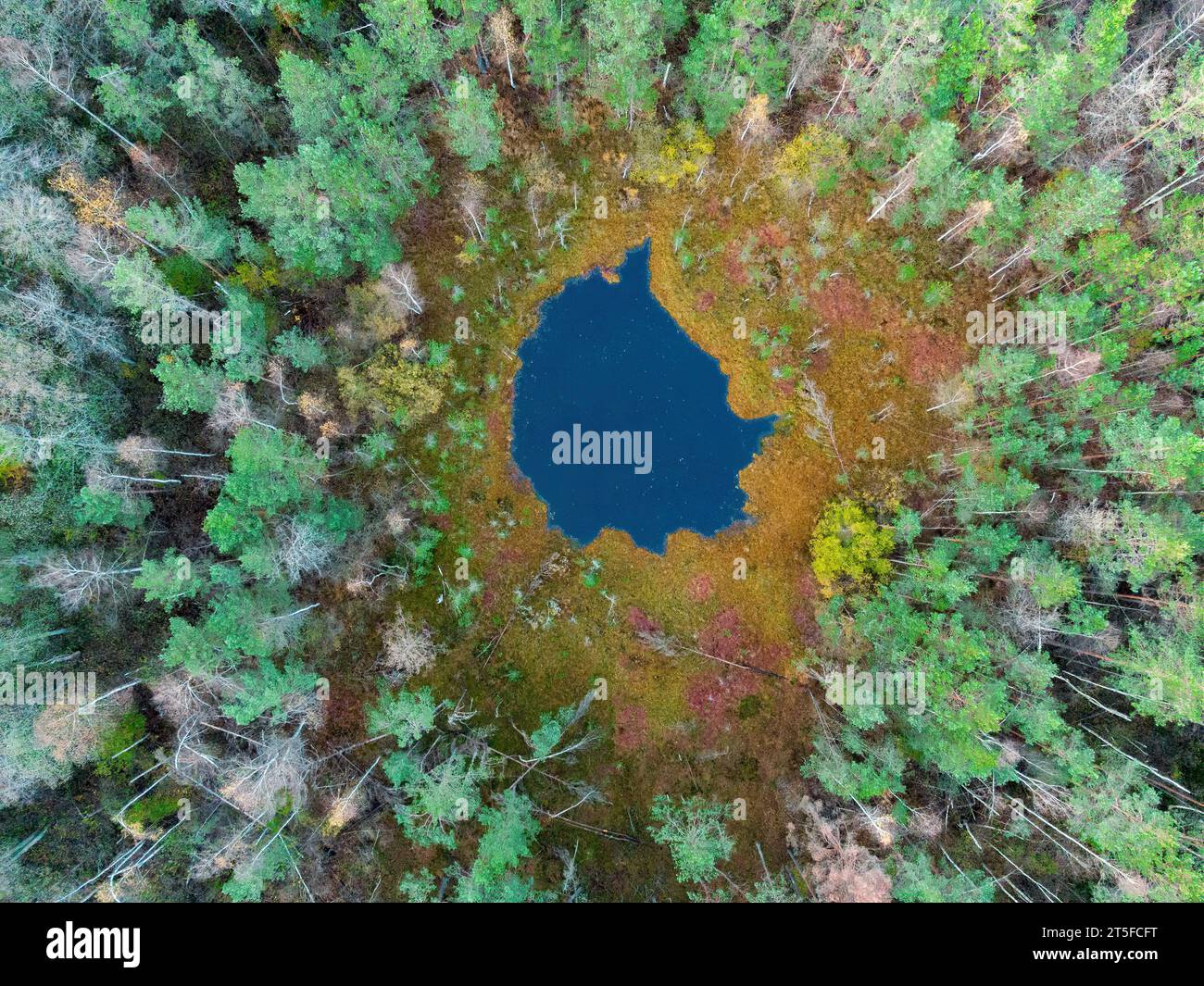 Aerial view of a lake in the forests of Lithuania, wild nature. Varena ...