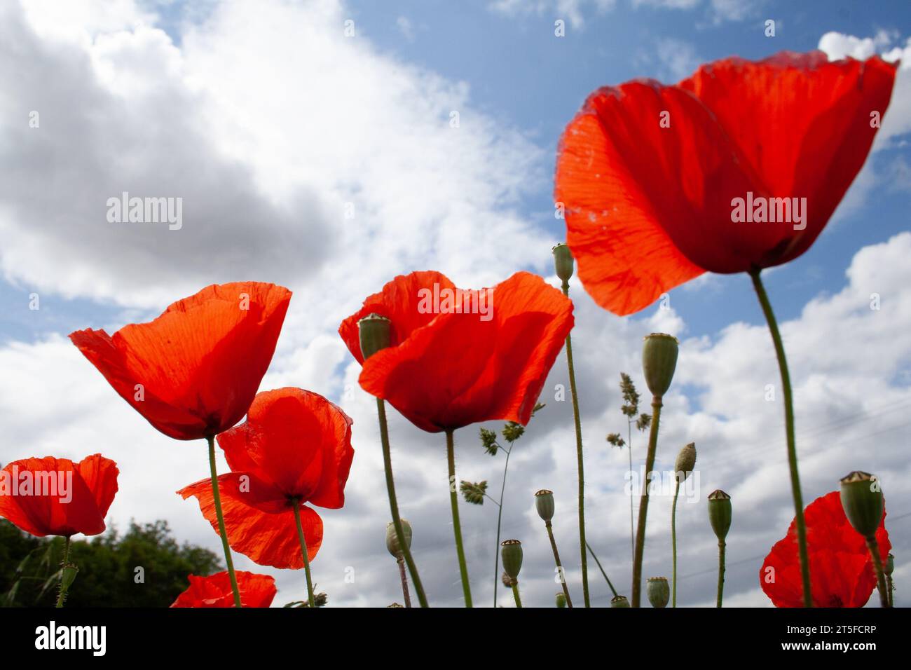 Coquelicot sauvage hi-res stock photography and images - Alamy