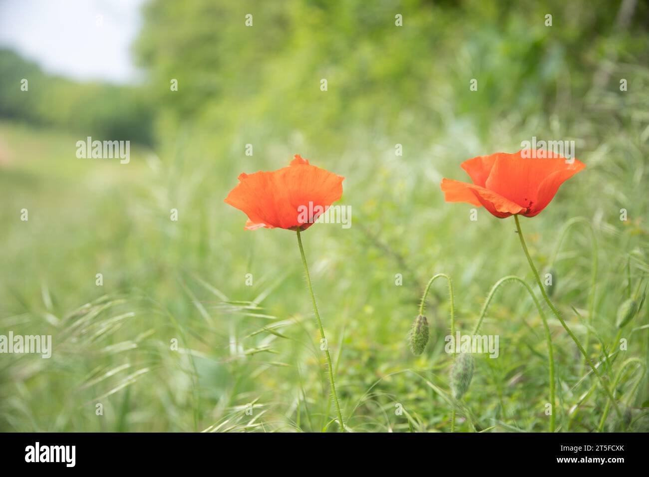 Coquelicot sauvage hi-res stock photography and images - Alamy