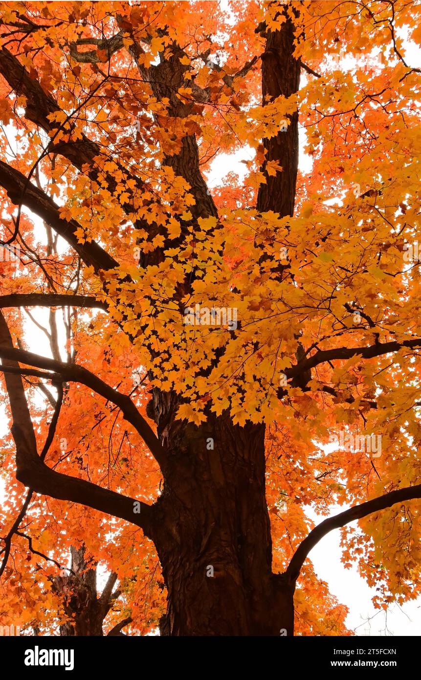beautiful golden fall foliage in a maple tree near gettysburg ...