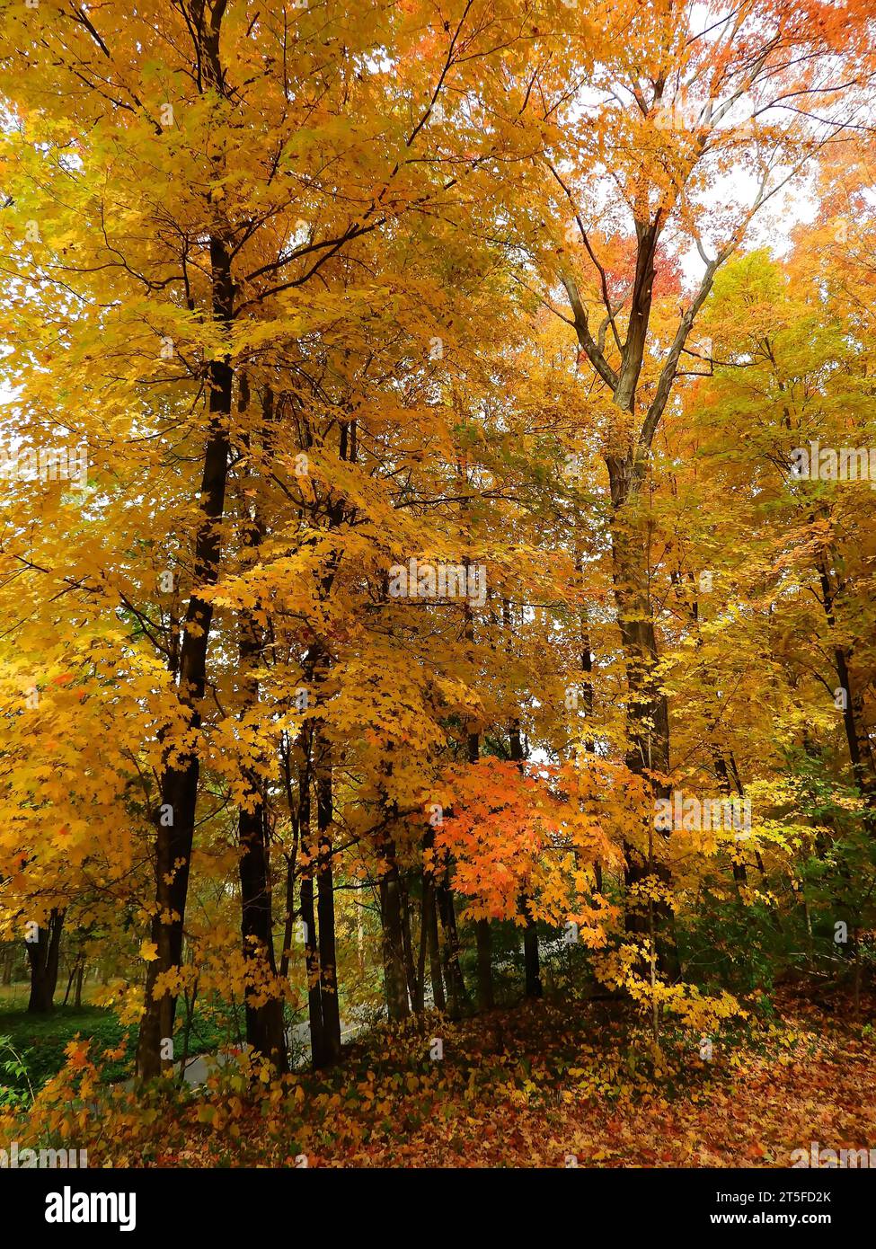 colorful fall foliage with maple trees along a country lane near ...