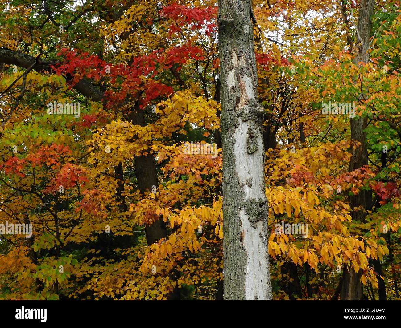 colorful fall foliage with maple trees near gettysburg, pennsylvania ...