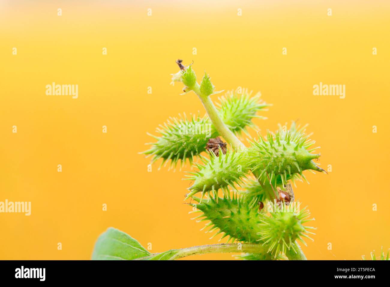 XanThium sibiricum, a kind of chinese herbal medicine in china Stock ...