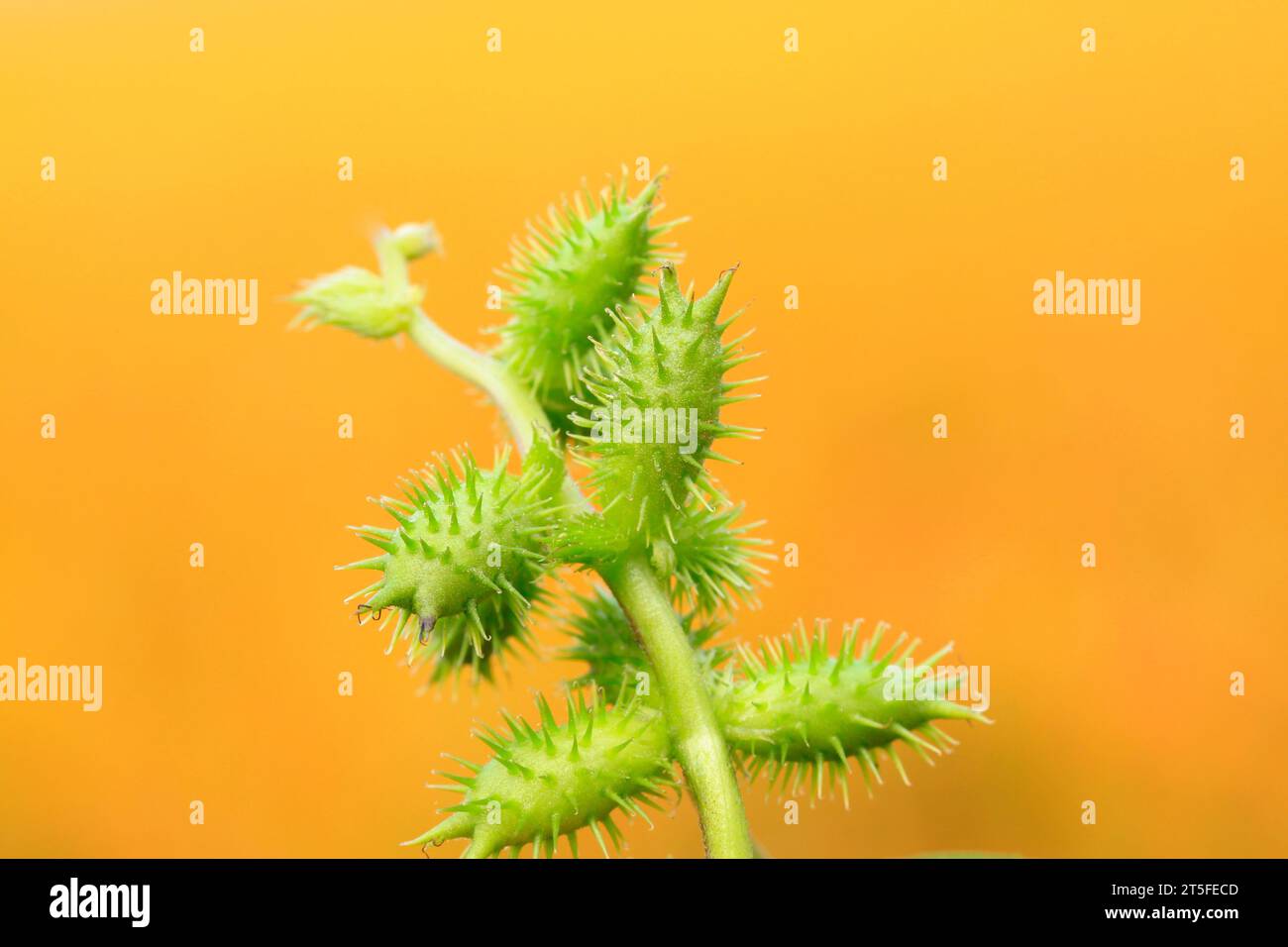 XanThium sibiricum, a kind of chinese herbal medicine in china Stock ...