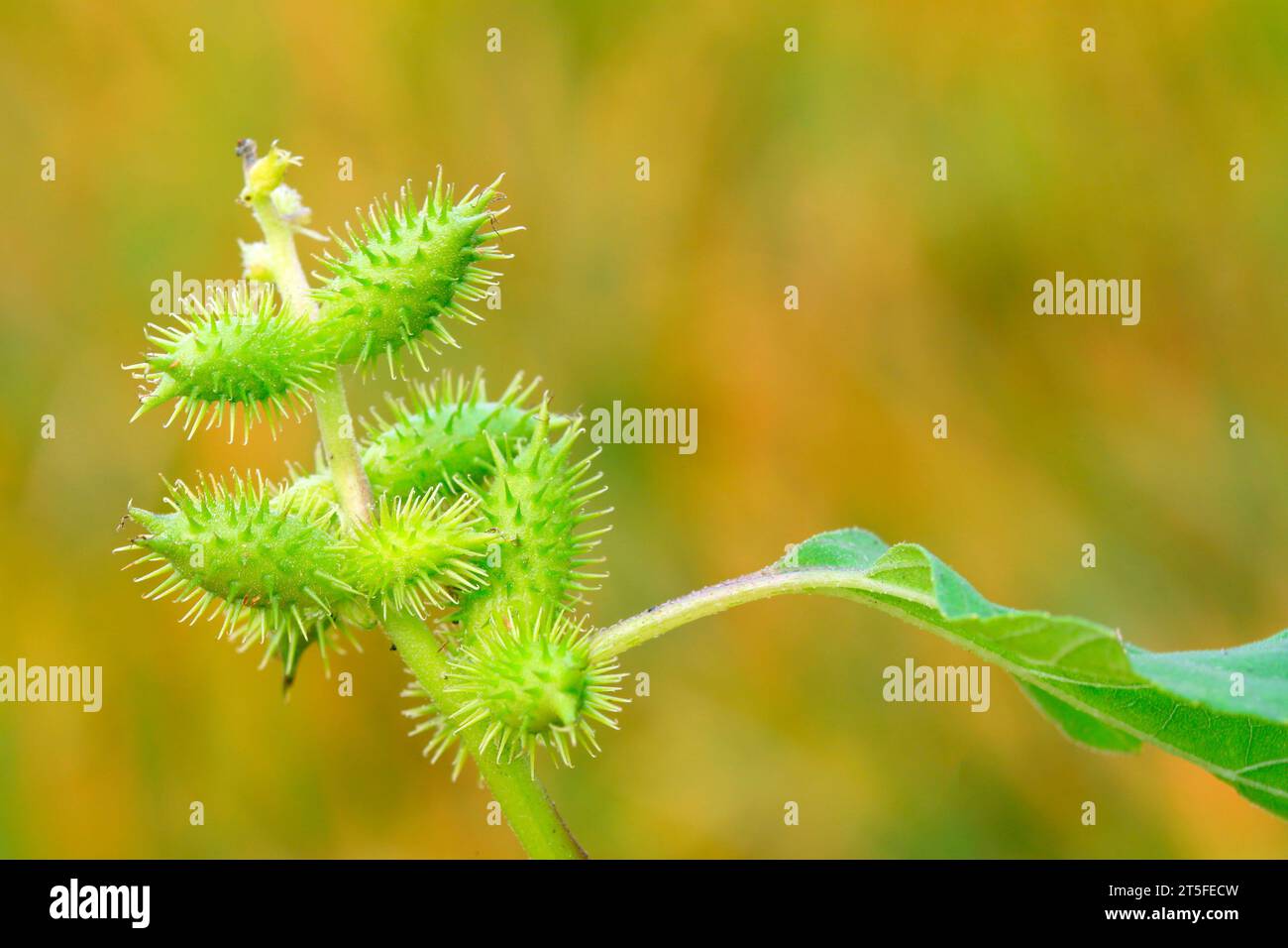XanThium sibiricum, a kind of chinese herbal medicine in china Stock ...
