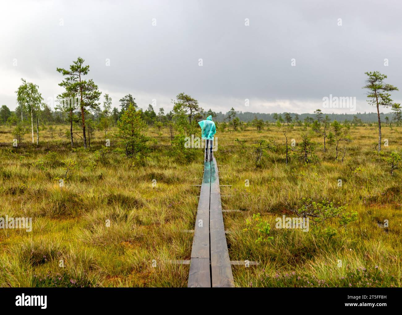 traditional bog landscape with wet trees, grass and bog moss during ...