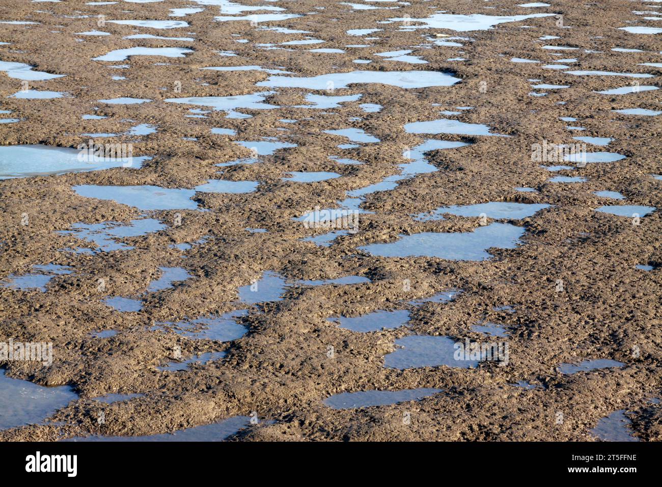 tidal flats marsh landscape, closeup of photo, north china Stock Photo ...