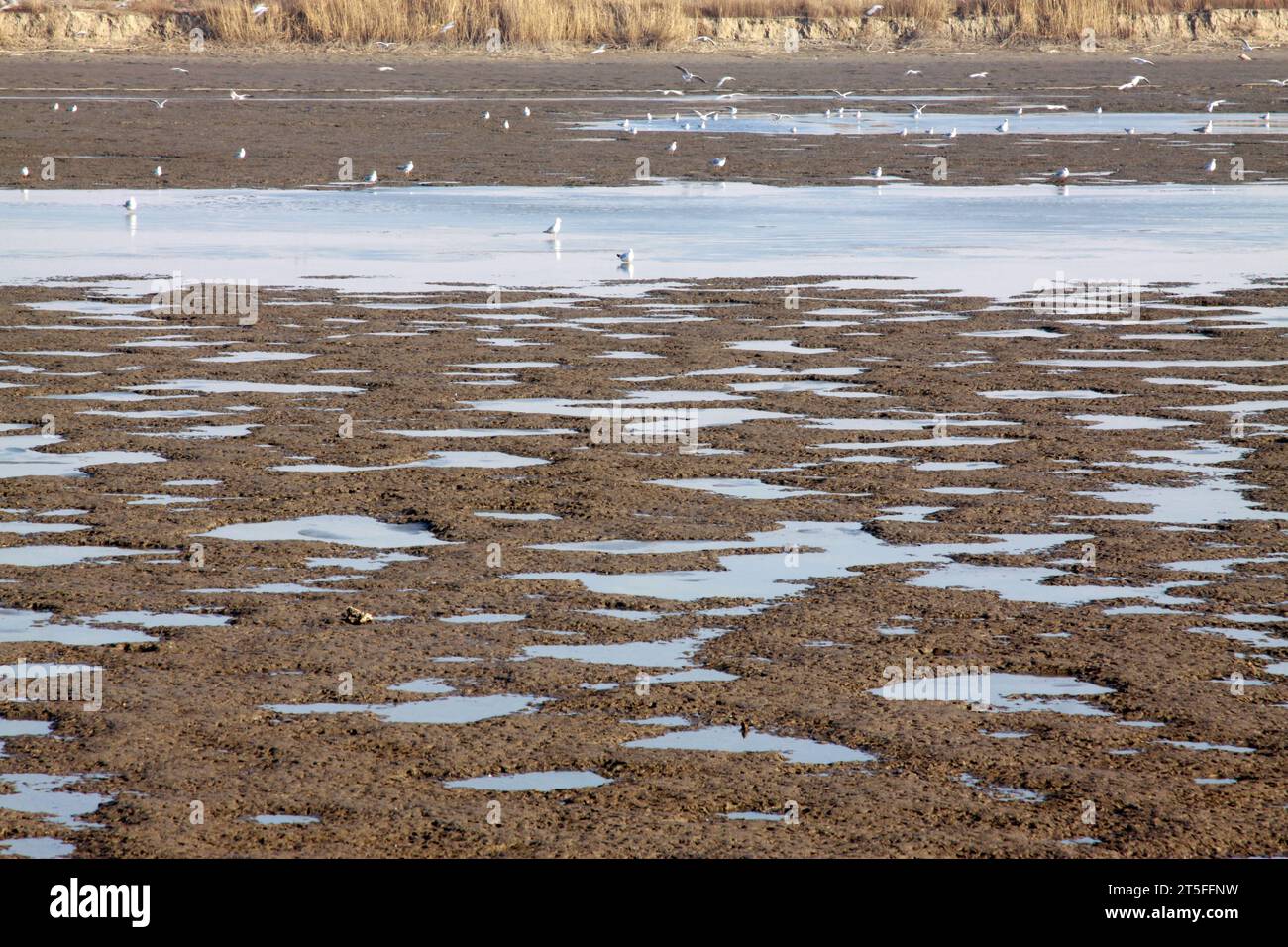 tidal flats marsh landscape, closeup of photo, north china Stock Photo ...