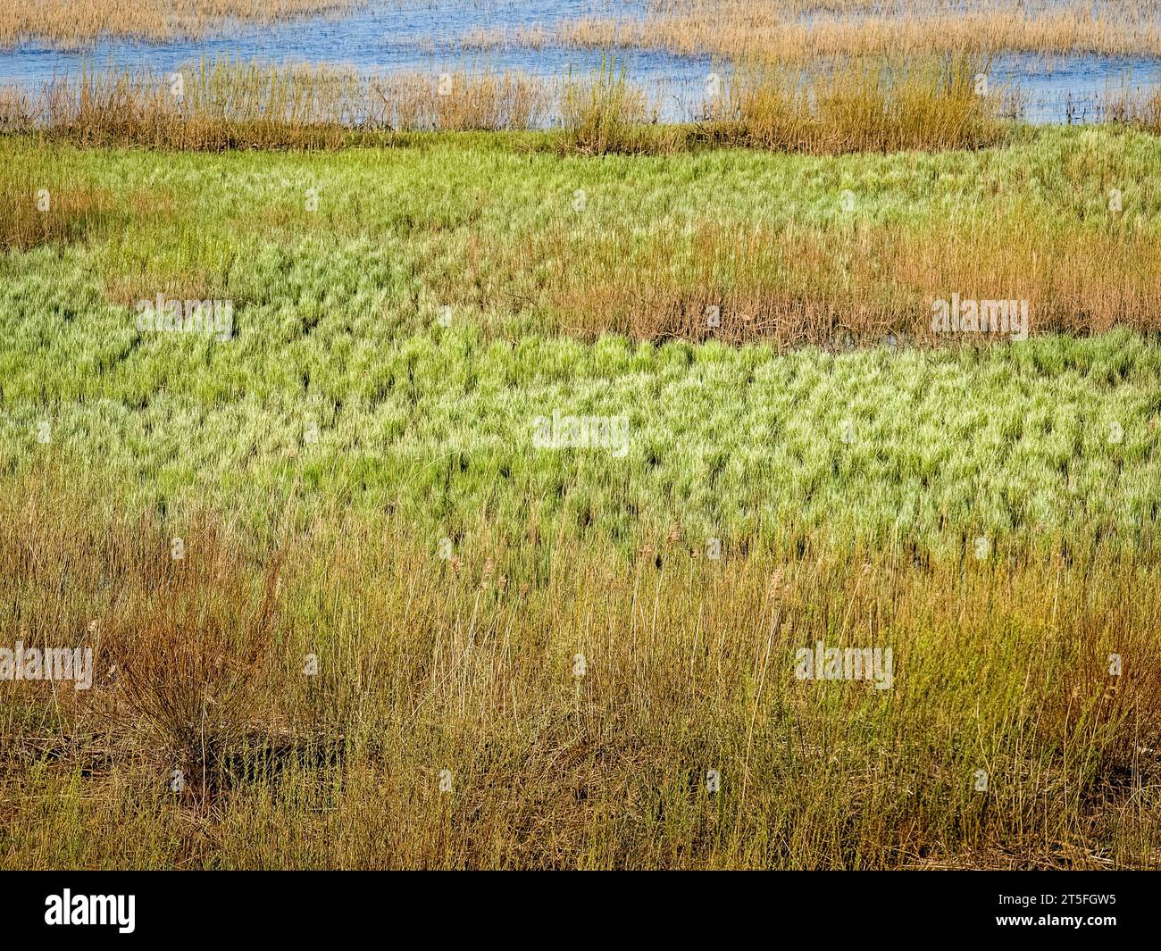 bright landscape with lake shore, flooded lake meadows, first spring ...