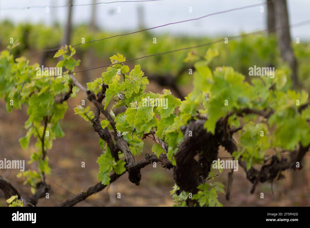 Mur de vignes hi-res stock photography and images - Alamy