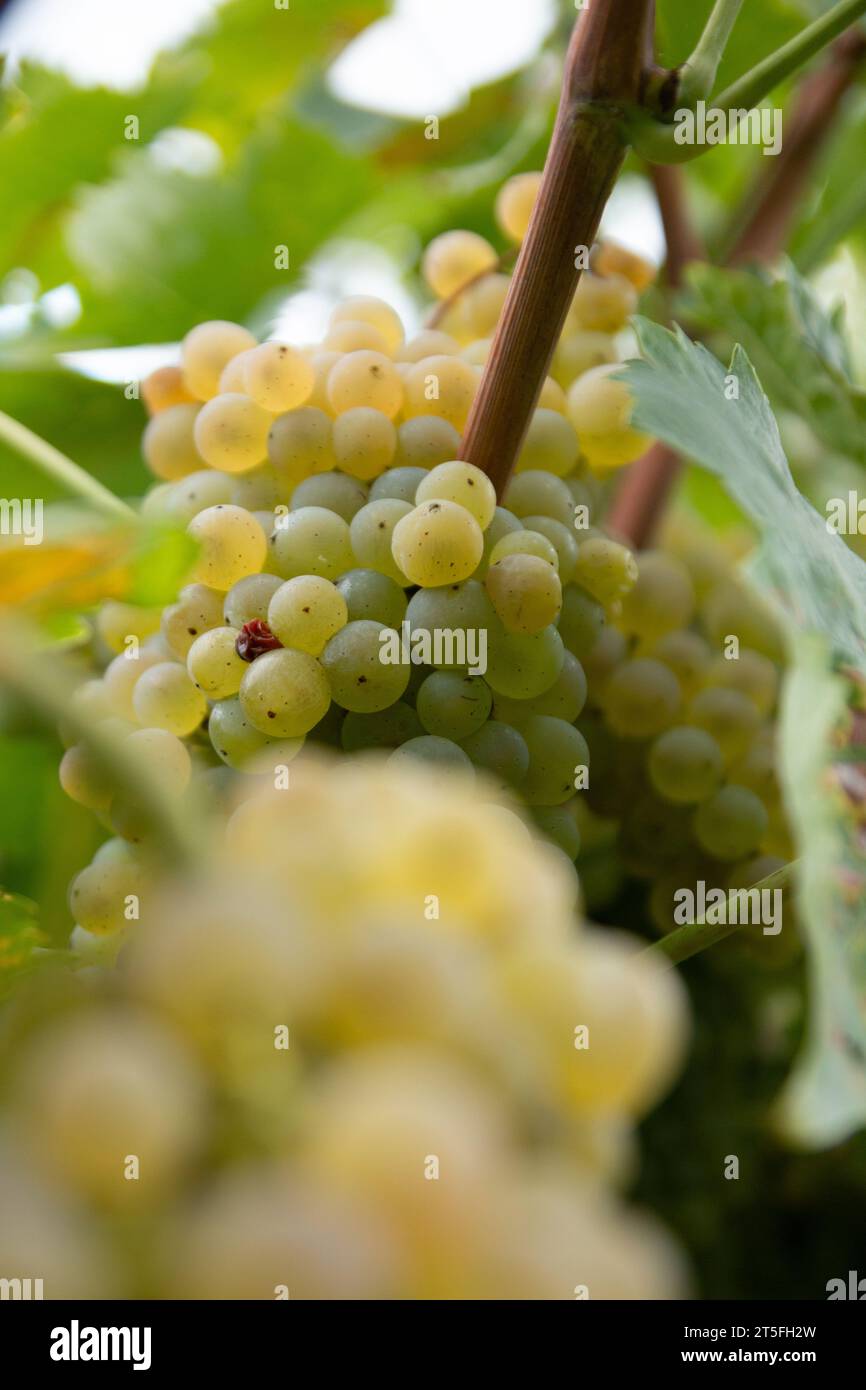 Plantation de vignes hi-res stock photography and images - Alamy
