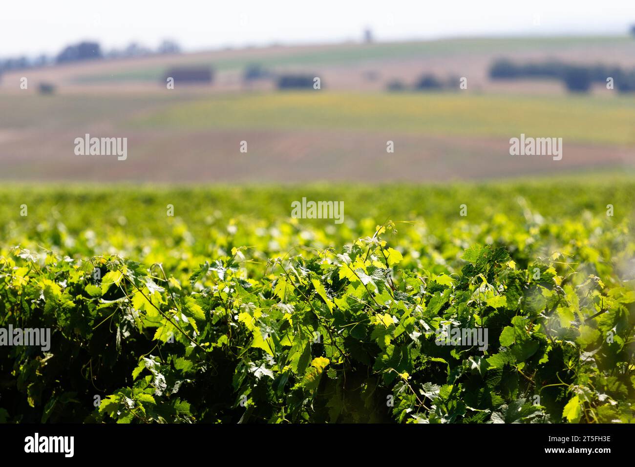 Sol de vigne hi-res stock photography and images - Alamy
