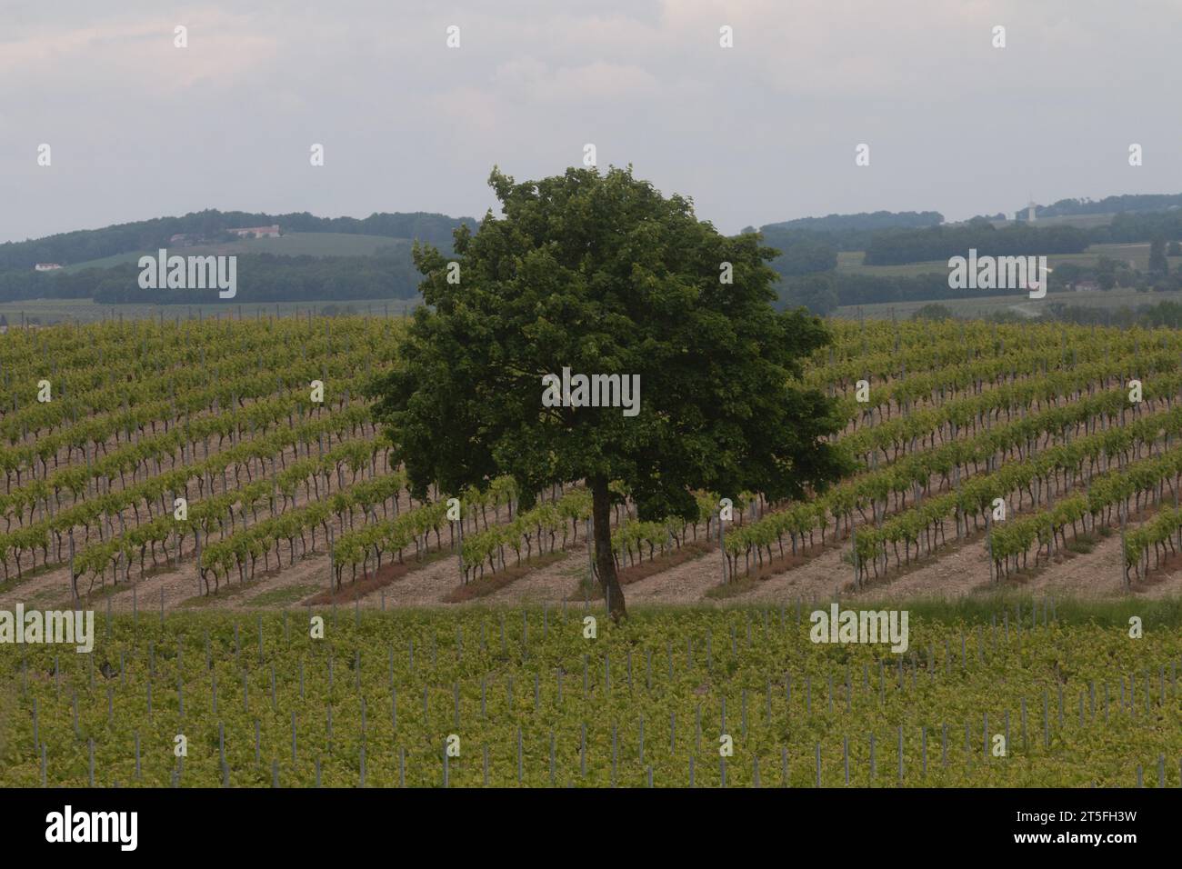 Plantation vigne hi-res stock photography and images - Alamy