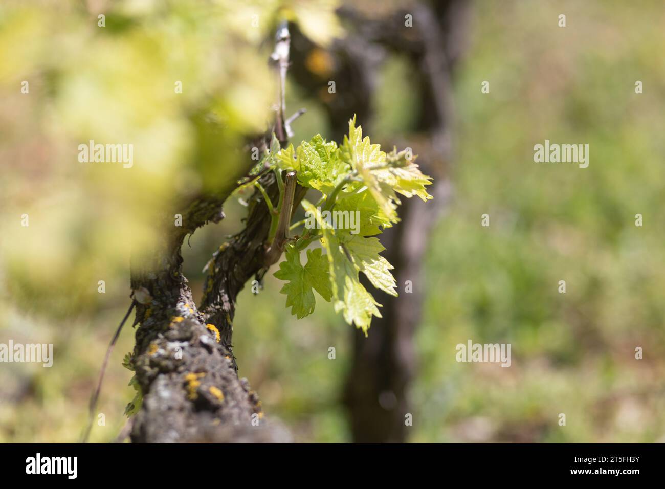 Feuille de vigne hi-res stock photography and images - Alamy