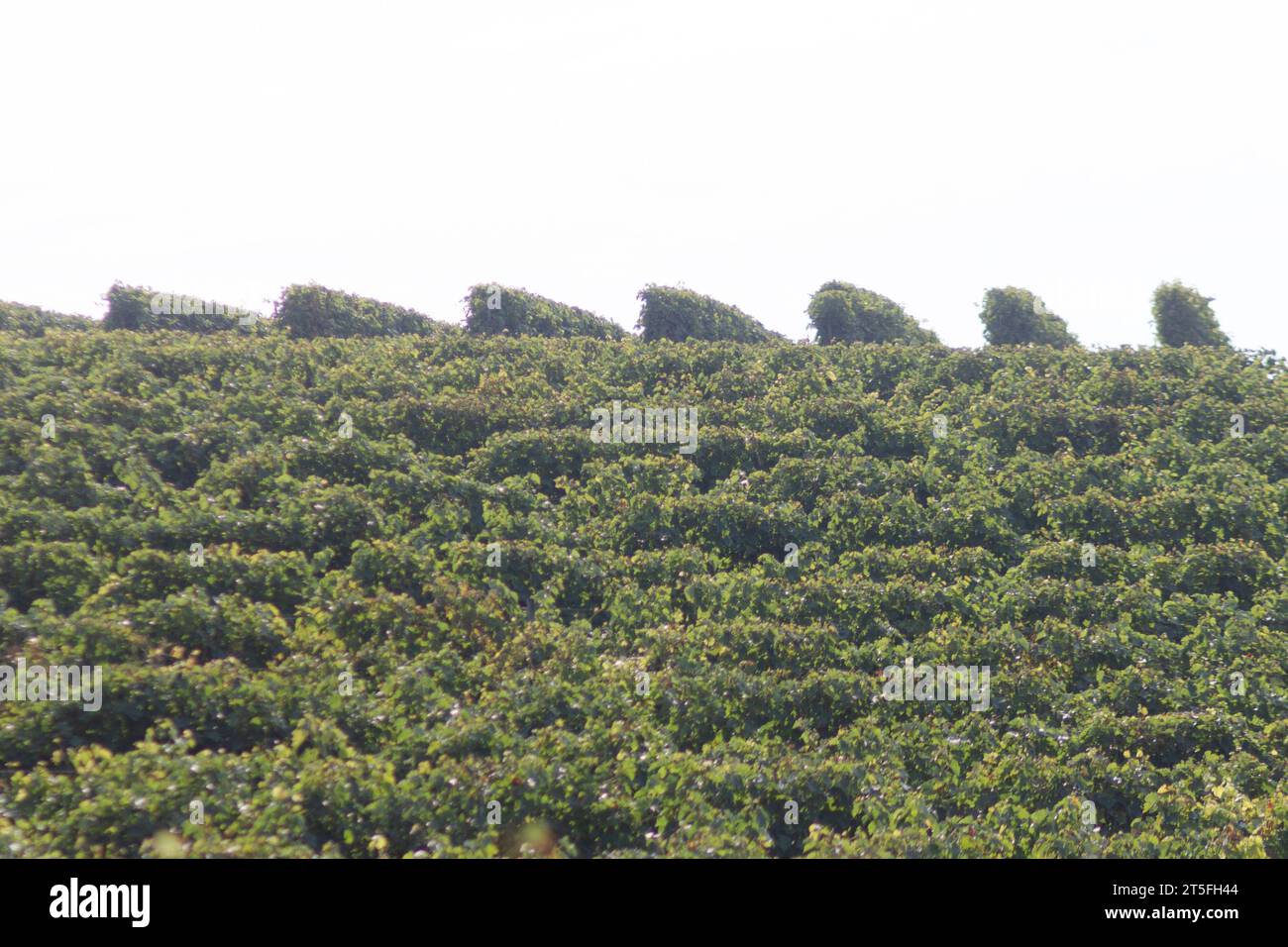 Mur de vignes hi-res stock photography and images - Alamy