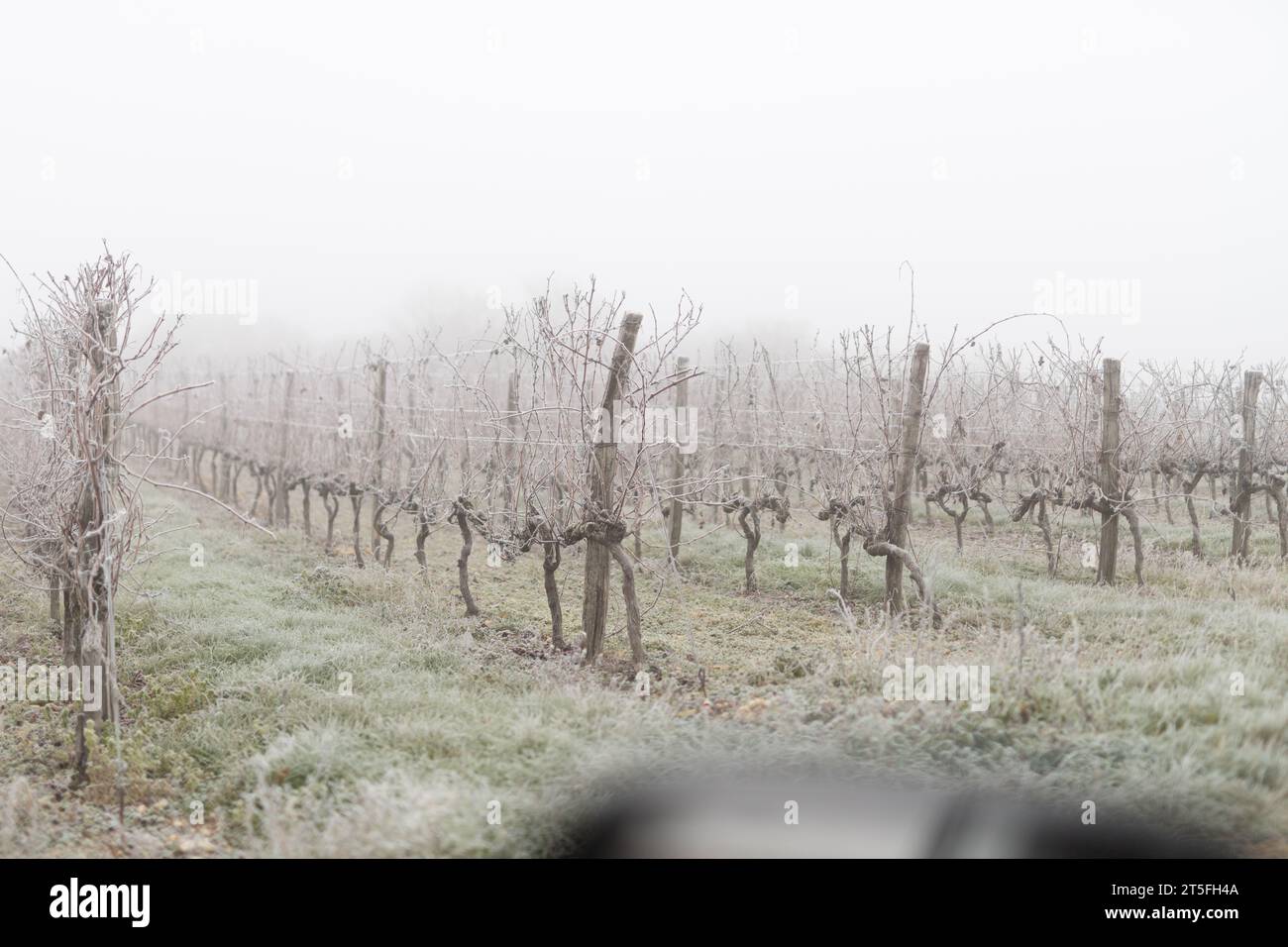 Feuille vigne hi-res stock photography and images - Alamy
