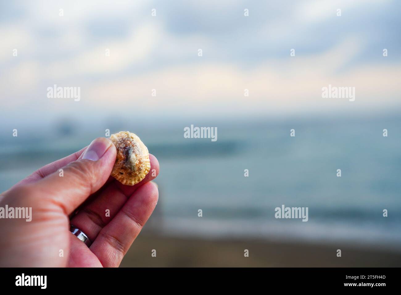 Hand holding small white seashell on blurry beach waves background ...