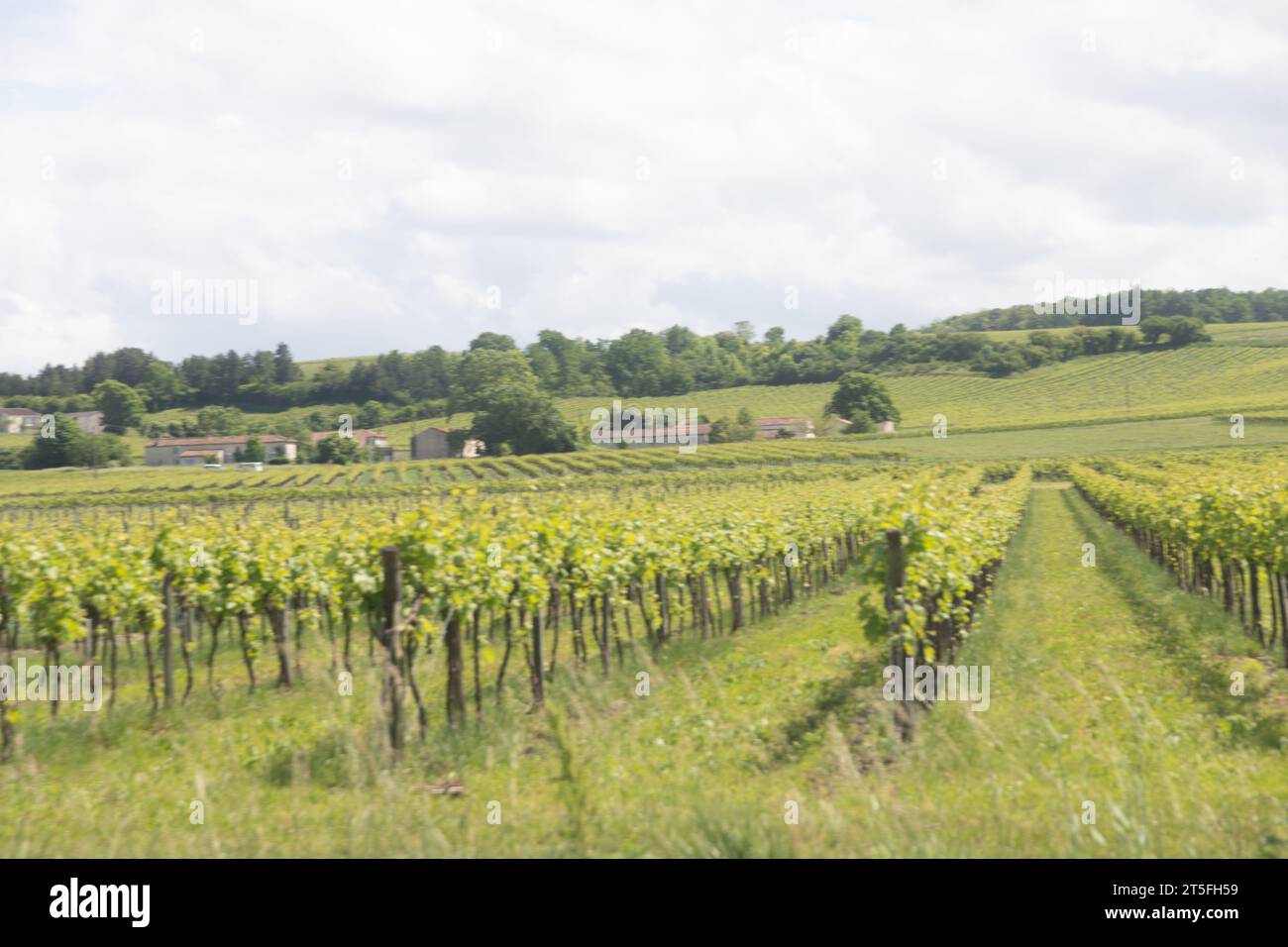 Feuille de vigne hi-res stock photography and images - Alamy