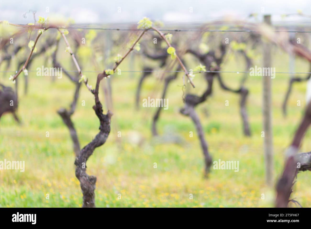 Mur de vigne hi-res stock photography and images - Alamy