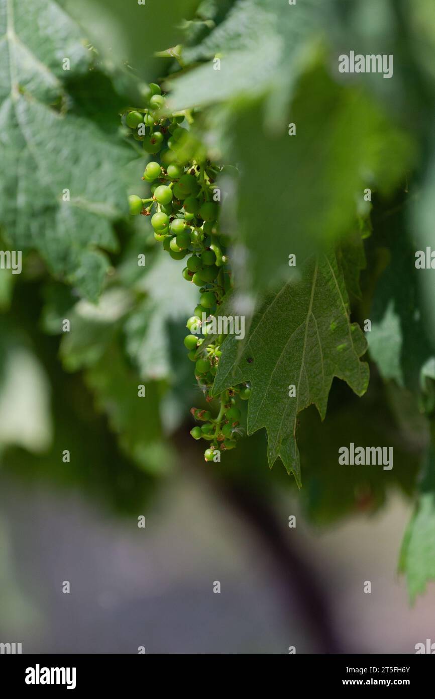 Mur de vignes hi-res stock photography and images - Alamy