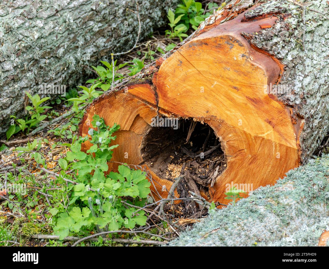 picture with cut wood tree section with cracks and annual rings, flat ...
