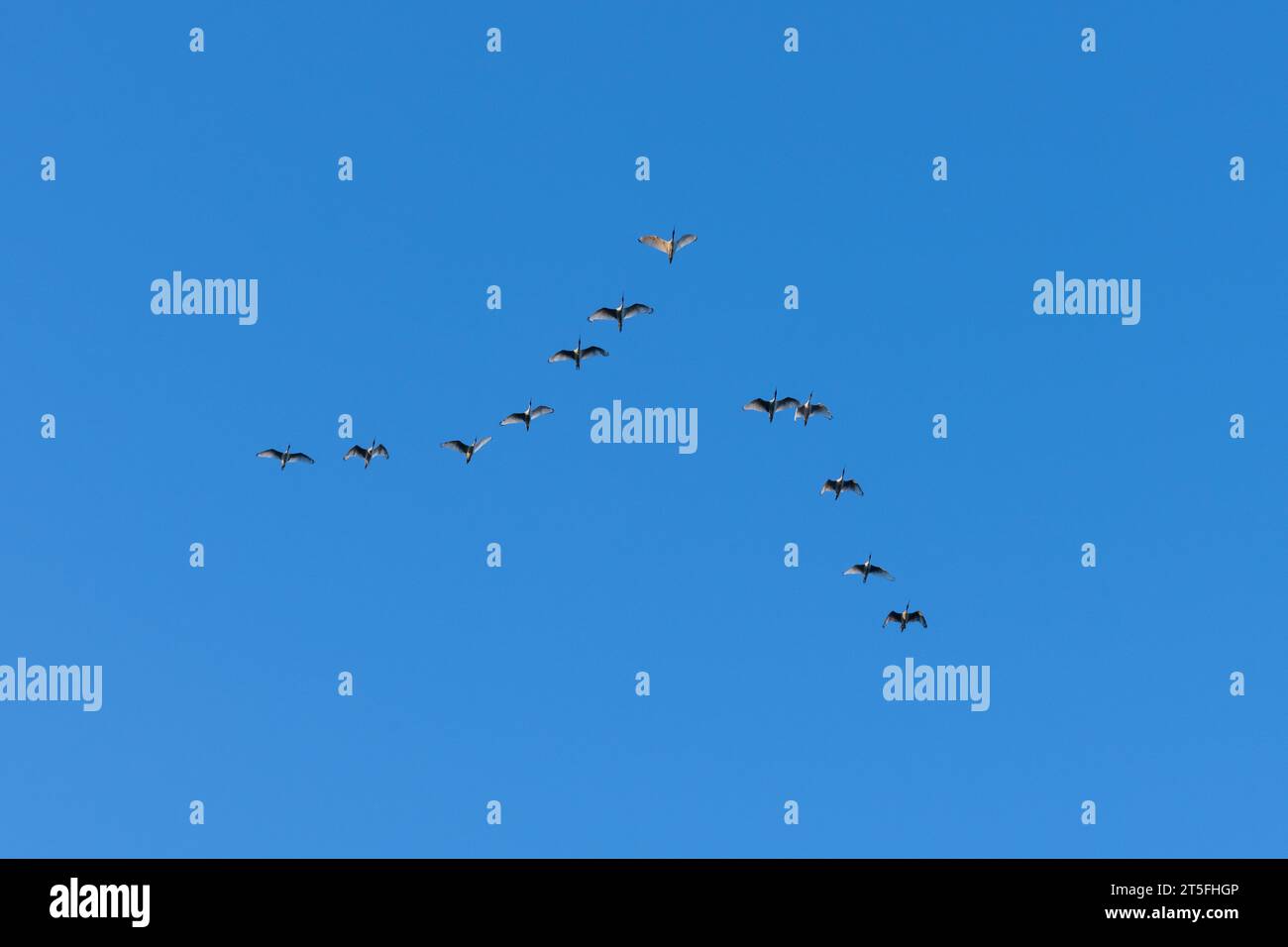 Flock of white ibises in flight with blue sky background (flying birds ...