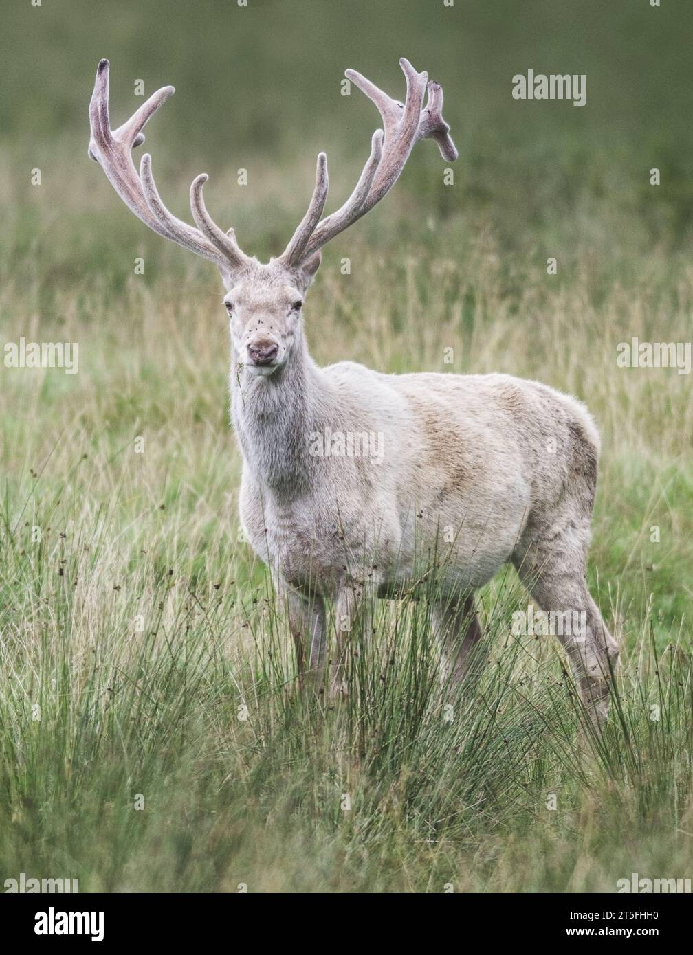 A white male fallow deer standing in a green meadow Stock Photo - Alamy