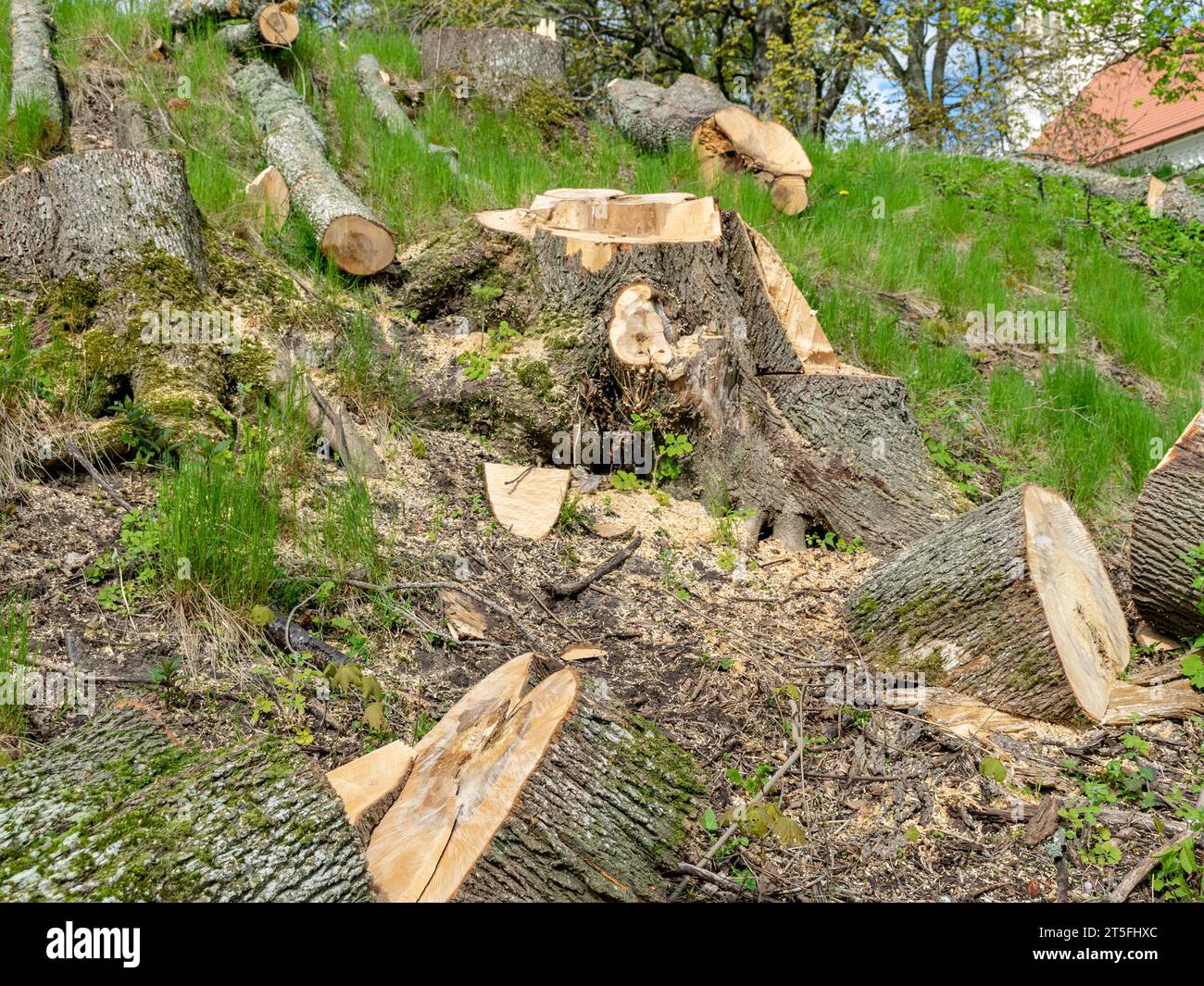 spring picture with old large log, big restricted tree was cutting by ...