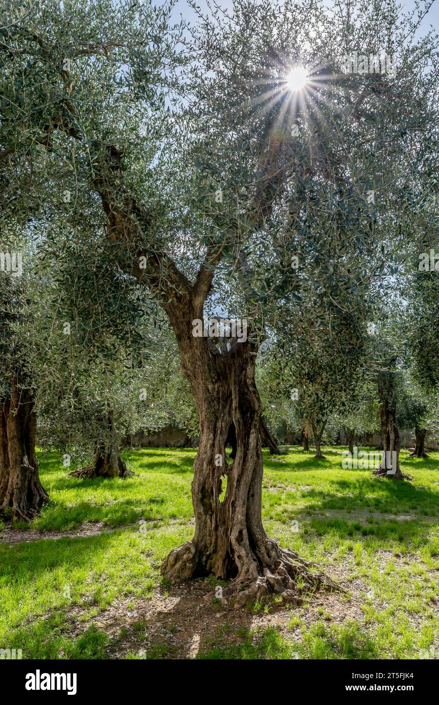 The sun and its rays filter through the branches of a centuries-old ...