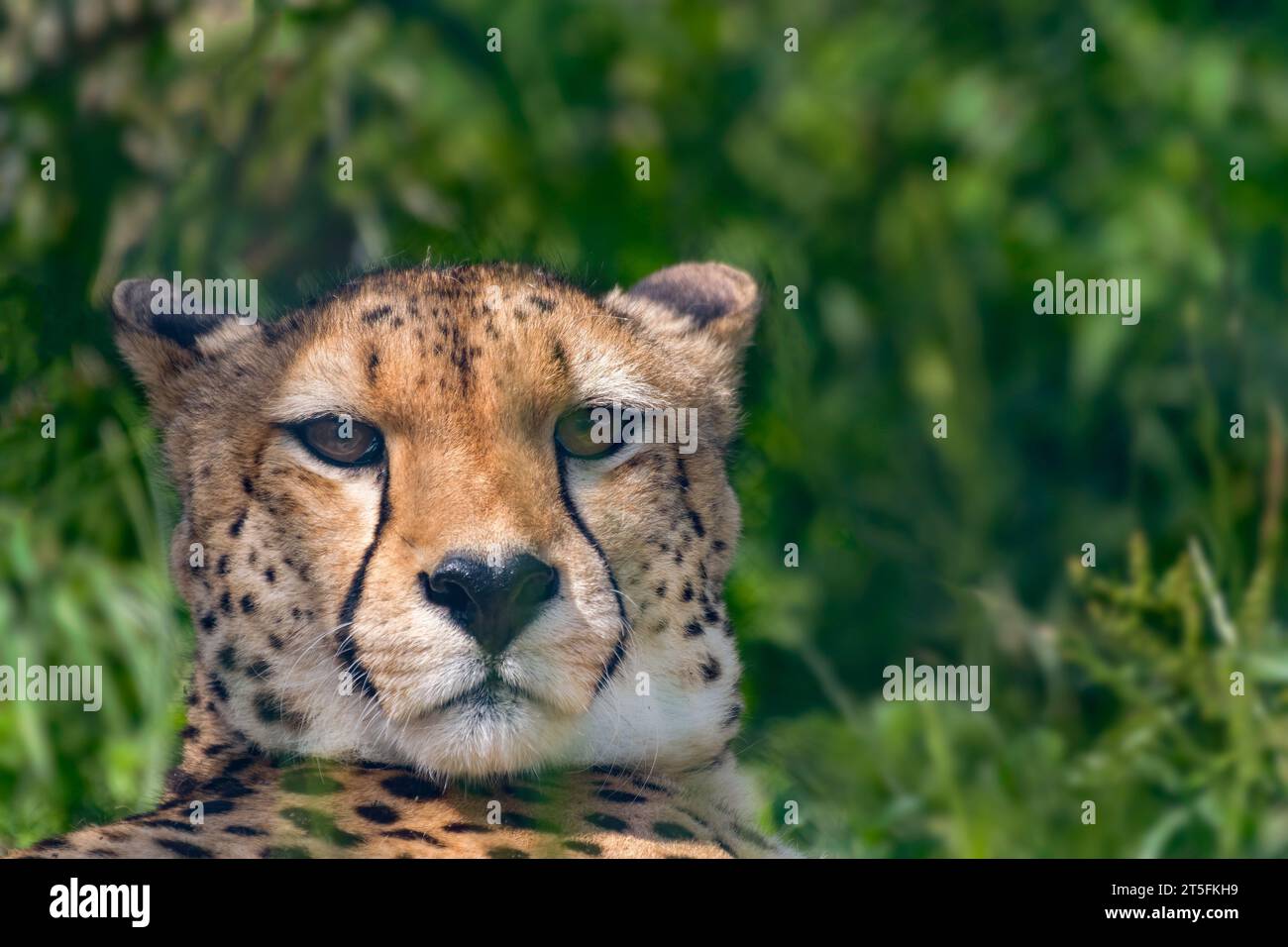 Cheetah, Five Sisters Zoo, Scotland Stock Photo - Alamy