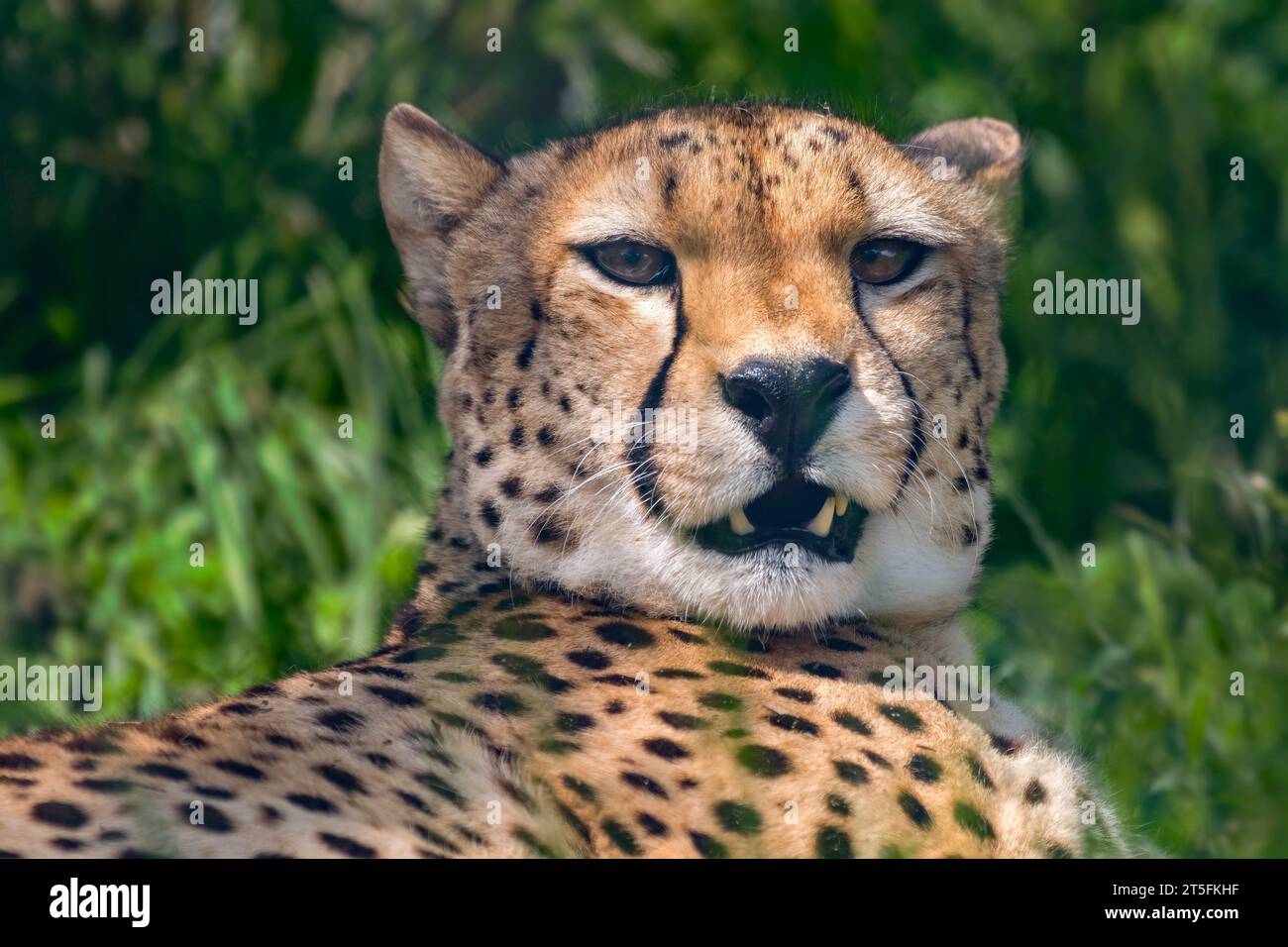Cheetah, Five Sisters Zoo, Scotland Stock Photo - Alamy