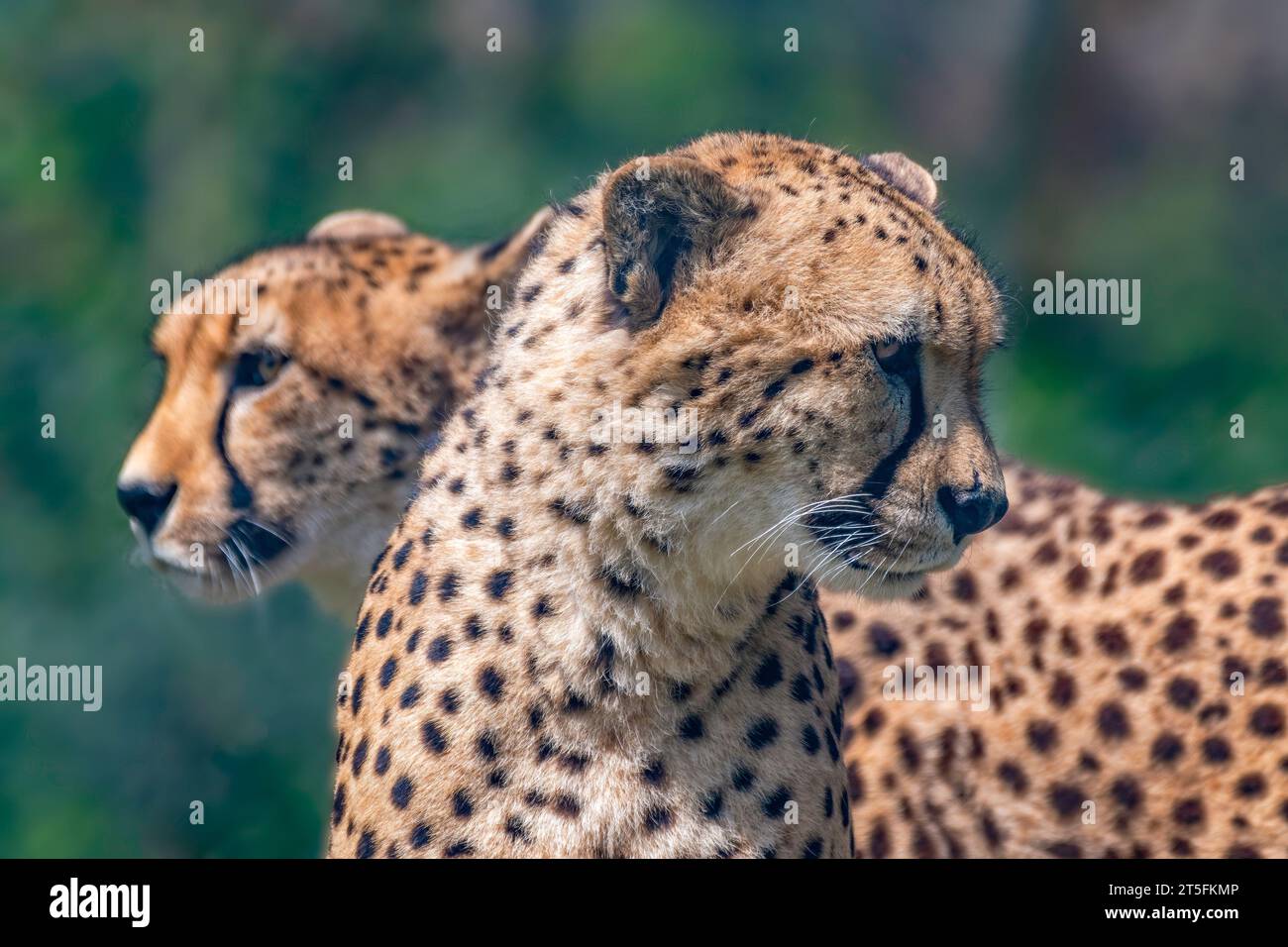 Cheetah, Five Sisters Zoo, Scotland Stock Photo - Alamy