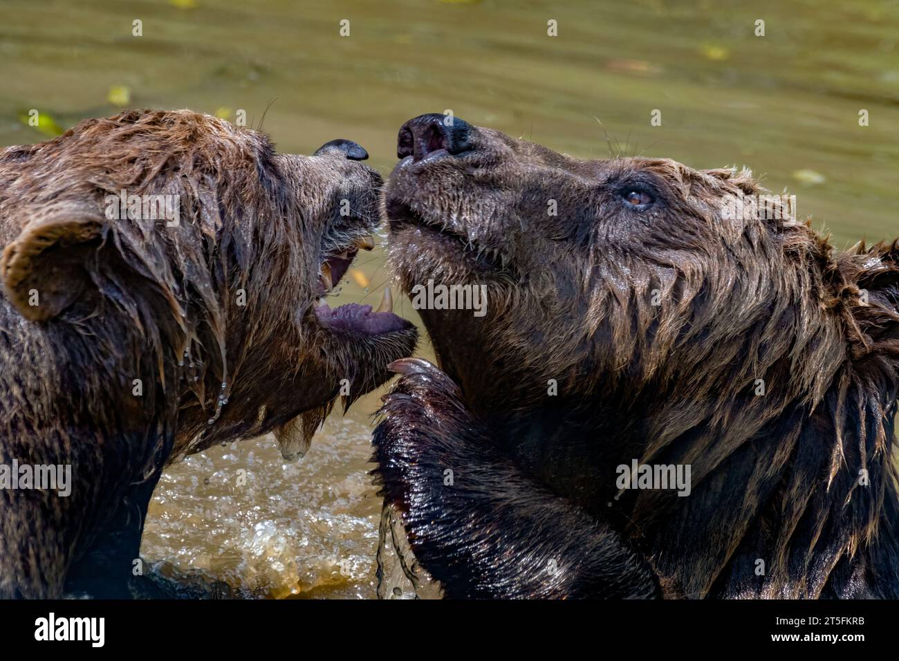 Eurasian brown Bear play fight in pool Stock Photo - Alamy
