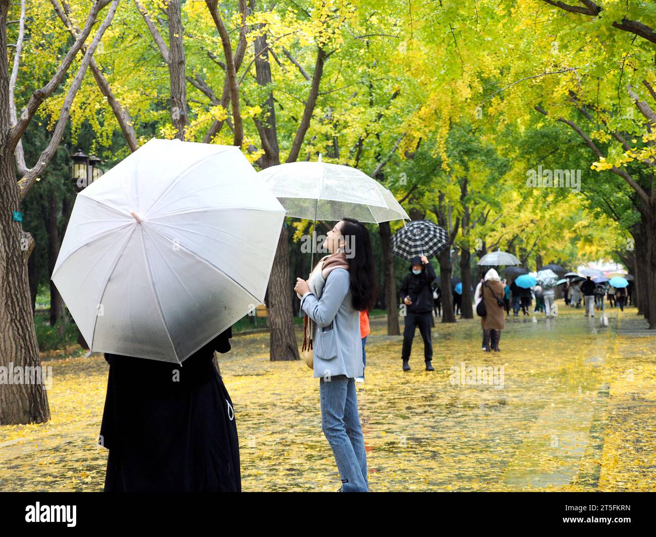 BEIJING, CHINA - NOVEMBER 5, 2023 - Visitors enjoy ginkgo biloba leaves ...