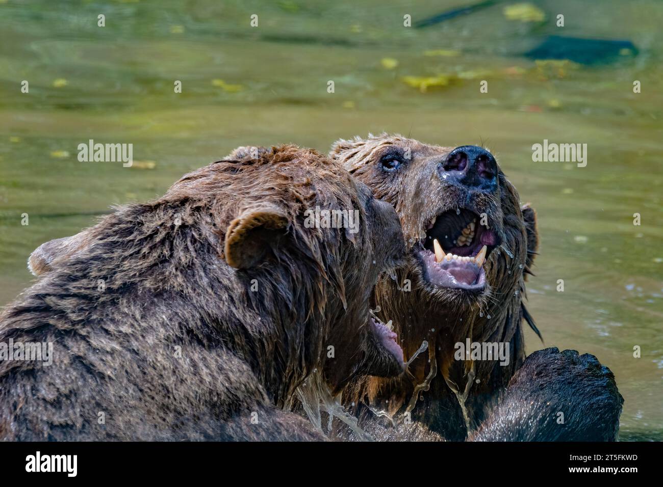Eurasian brown Bear play fight in pool Stock Photo - Alamy