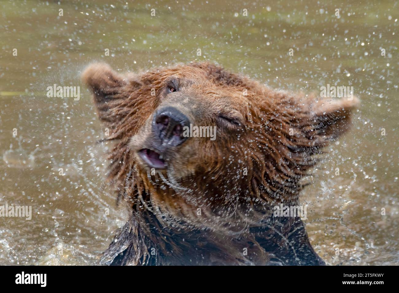 Eurasian Brown Bear shaking it. In pool Five Sisters Zoo, Scotland ...