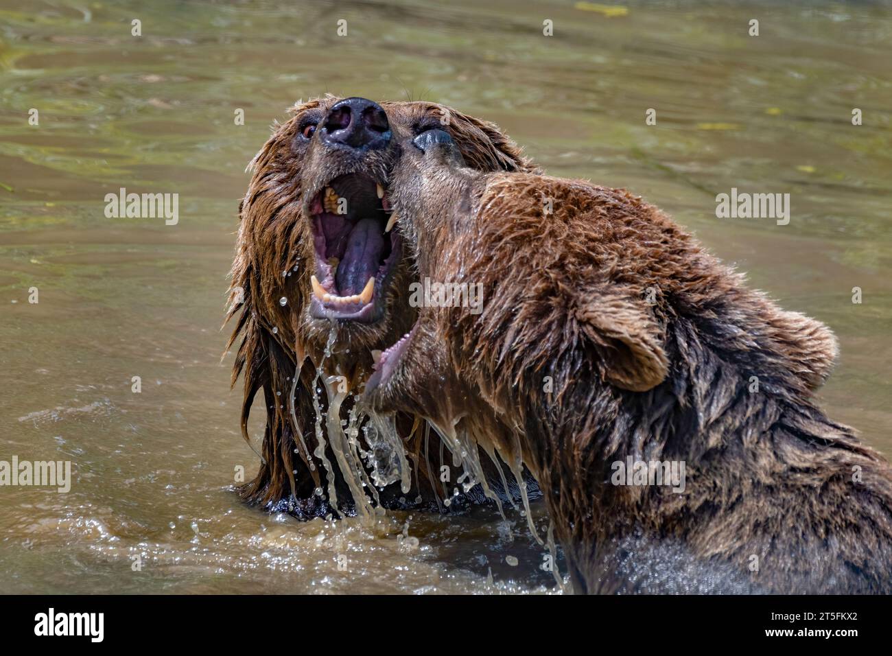 Eurasian brown Bear play fight in pool Stock Photo - Alamy