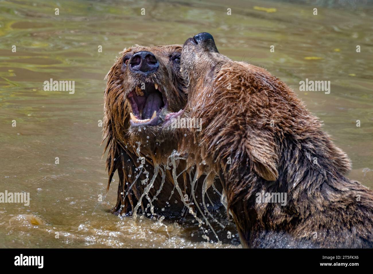 Eurasian brown bear ursus arctos arctos in the water hi-res stock ...