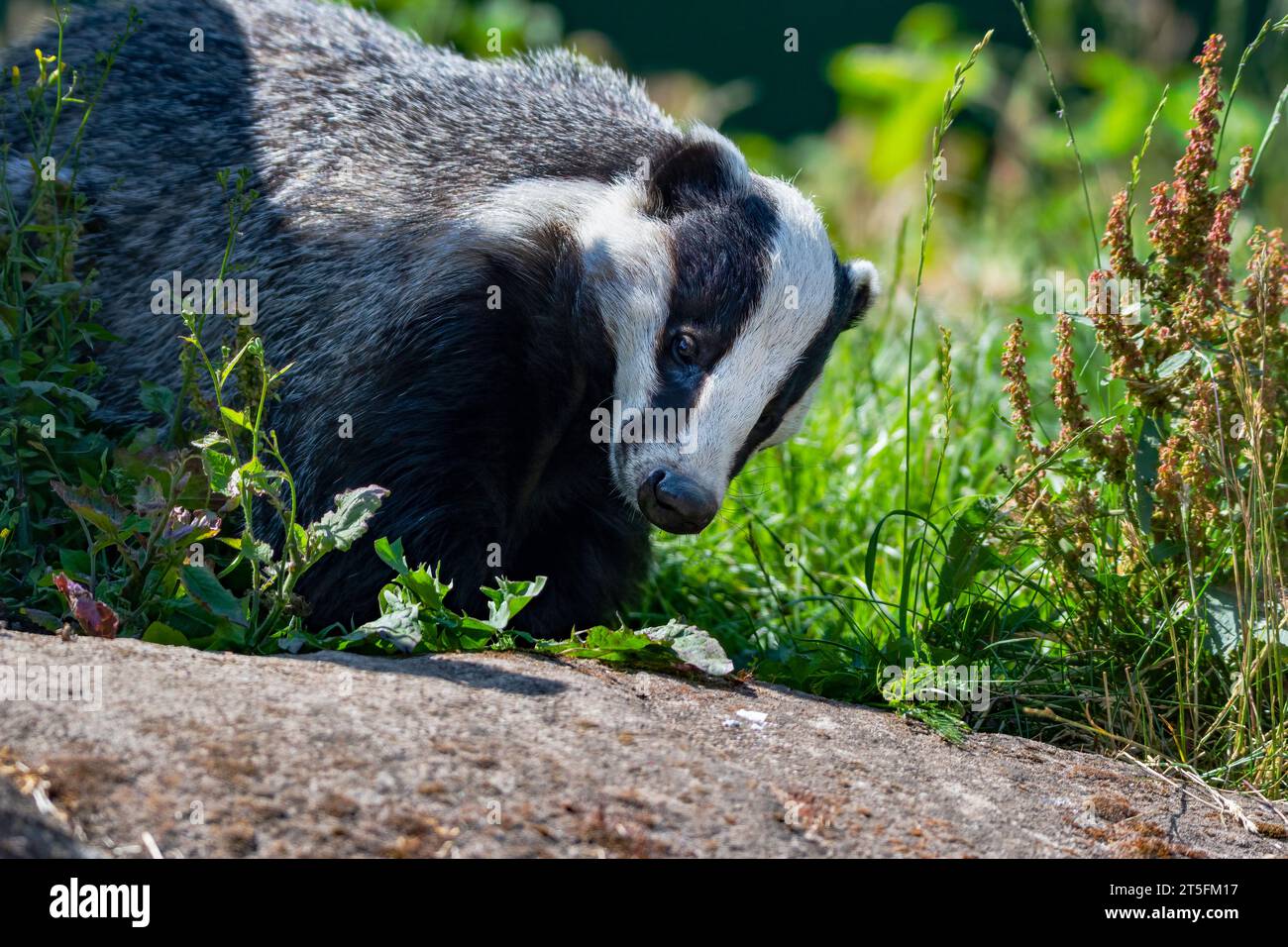 European Badger, Five Sisters Zoo, Scotland Stock Photo - Alamy